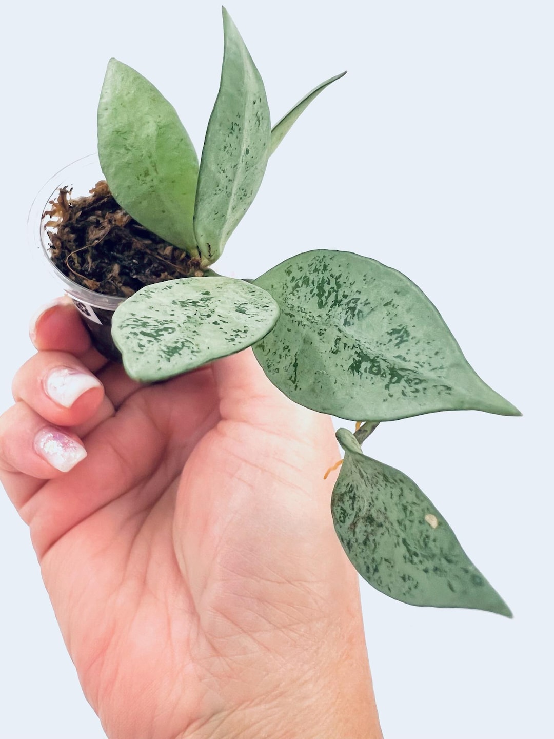 E1807 Rare Hoya Lacunosa Leopard Skin Rooted - Etsy