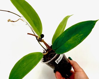 E0796 Very Rare Hoya Aff. Lambii Splash Rooted Cutting - Etsy