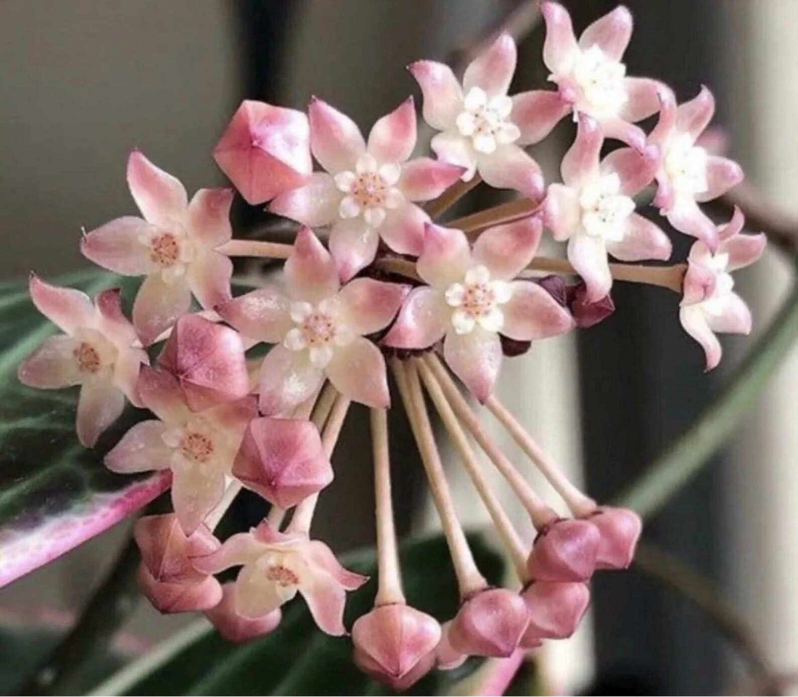 E1862 Rare Hoya Macrophylla Splash Cutting Rooted - Etsy