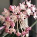 E1862 Rare Hoya Macrophylla Splash Cutting Rooted - Etsy