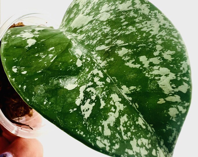 E0863 Rare Hoya Carnosa Freckles Splash No Roots - Etsy