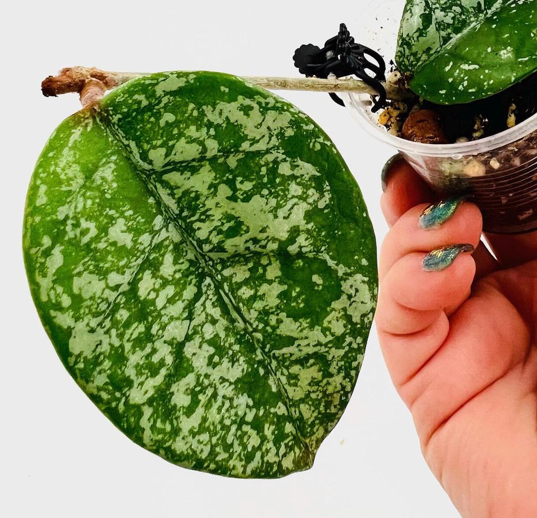 E1875 Rare Hoya Carnosa Freckles Splash Rooted - Etsy