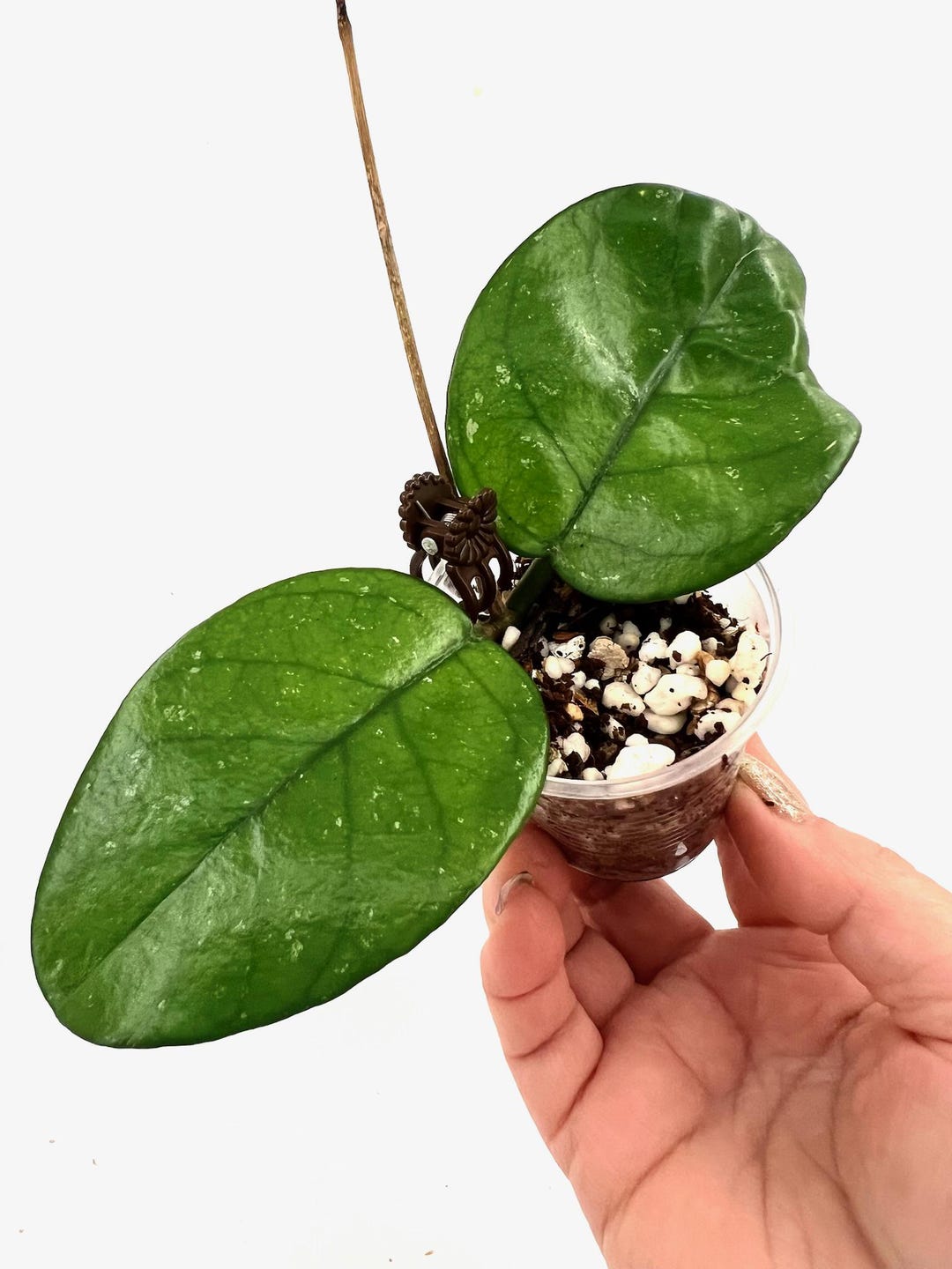 E1196 Rare Hoya Bonii Round Leaf Rooted - Etsy
