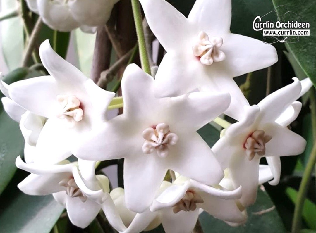 E565 Rare Hoya Magnifica Rooted Large Blooms - Etsy