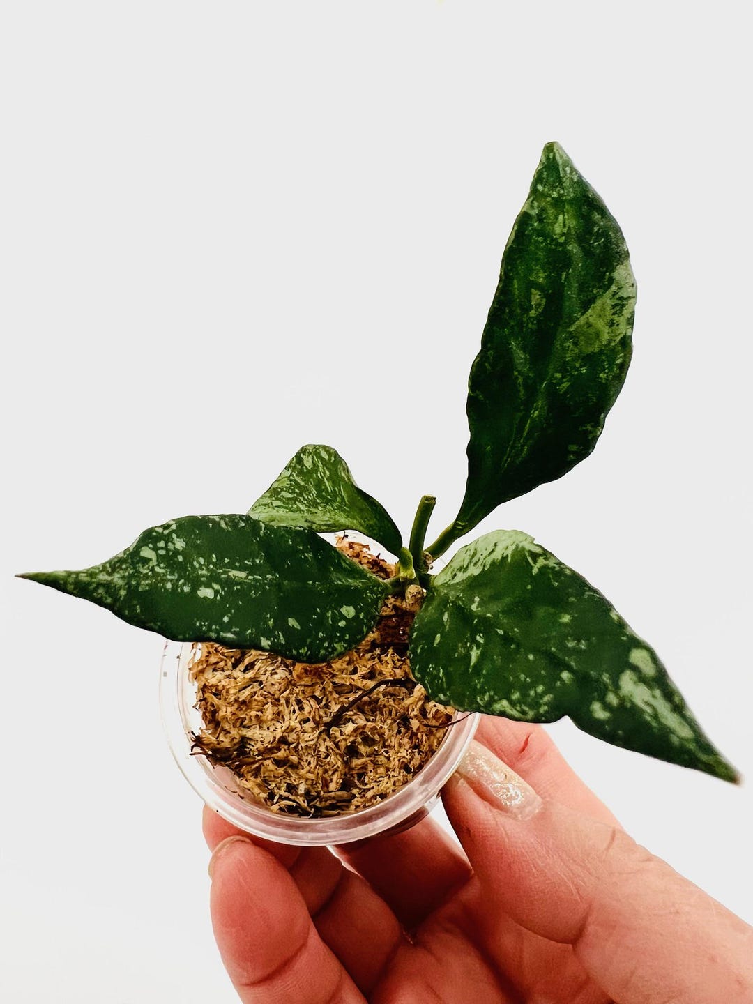 E0657 Rare Hoya Lacunosa Zebra Skin Cutting Rooted - Etsy