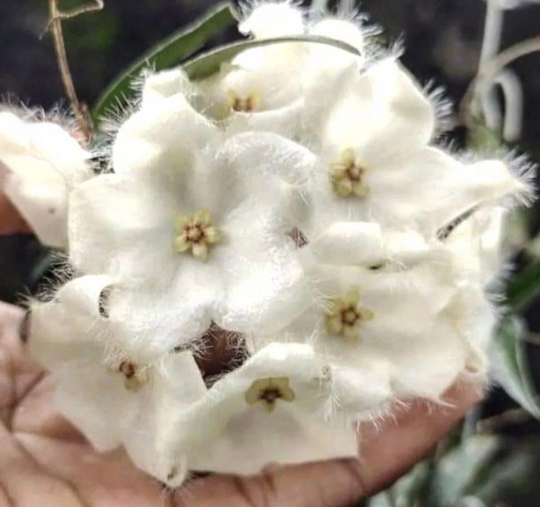 E1546 Very Rare Hoya Paradisea NS11-159 Rooted - Etsy