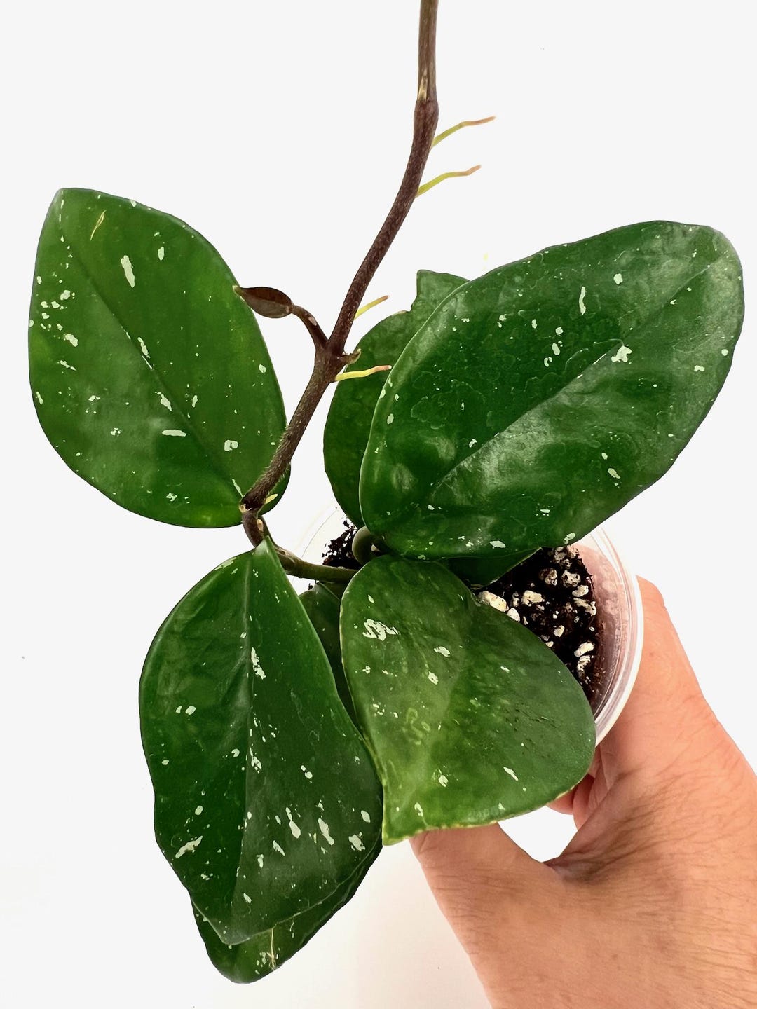 E0931 Rare Hoya Carnosa Freckles Splash With New Growth - Etsy