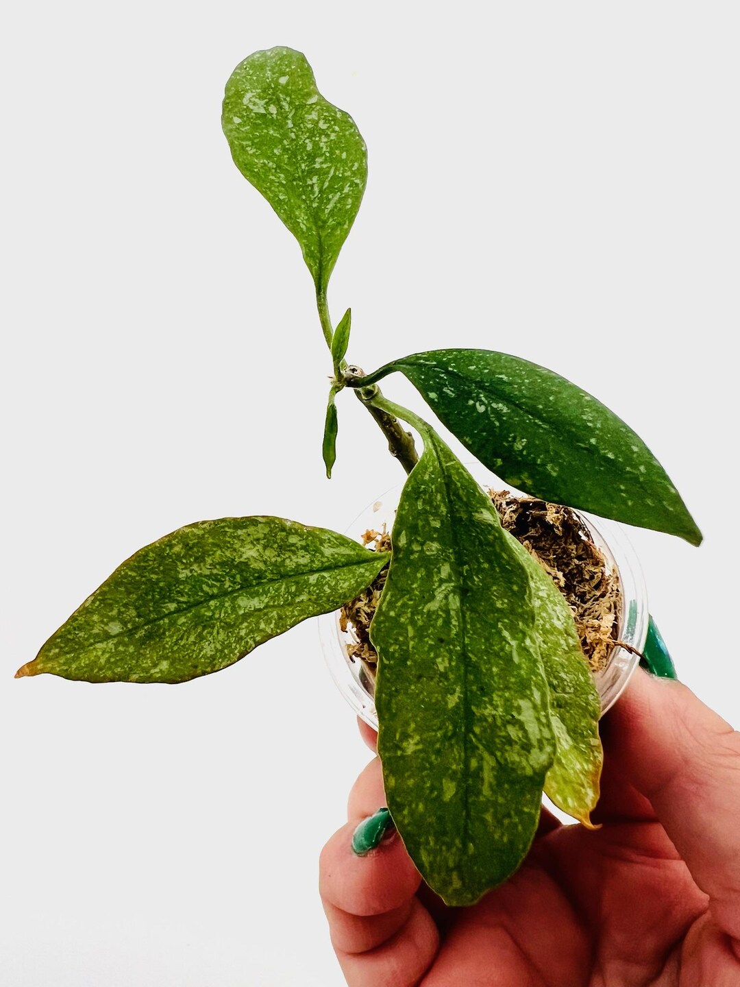 E1954 Rare Hoya Multiflora Mini Splash Rooted With New Growth - Etsy
