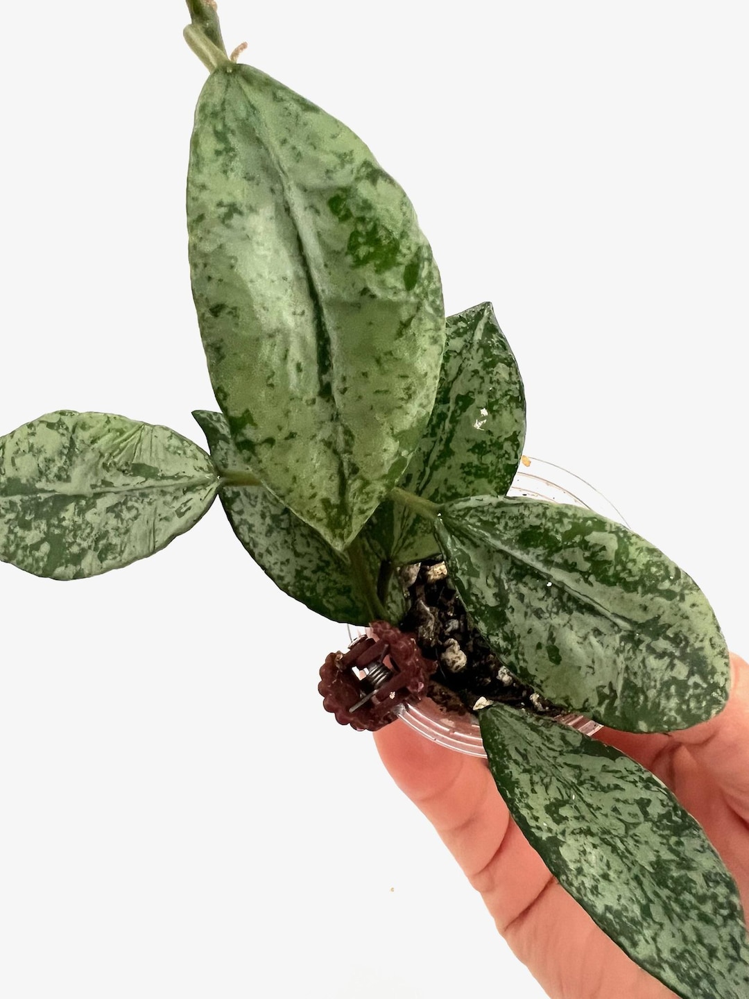 E1252 Rare Hoya Lacunosa Tiger Skin Splash Leaves Rooted - Etsy