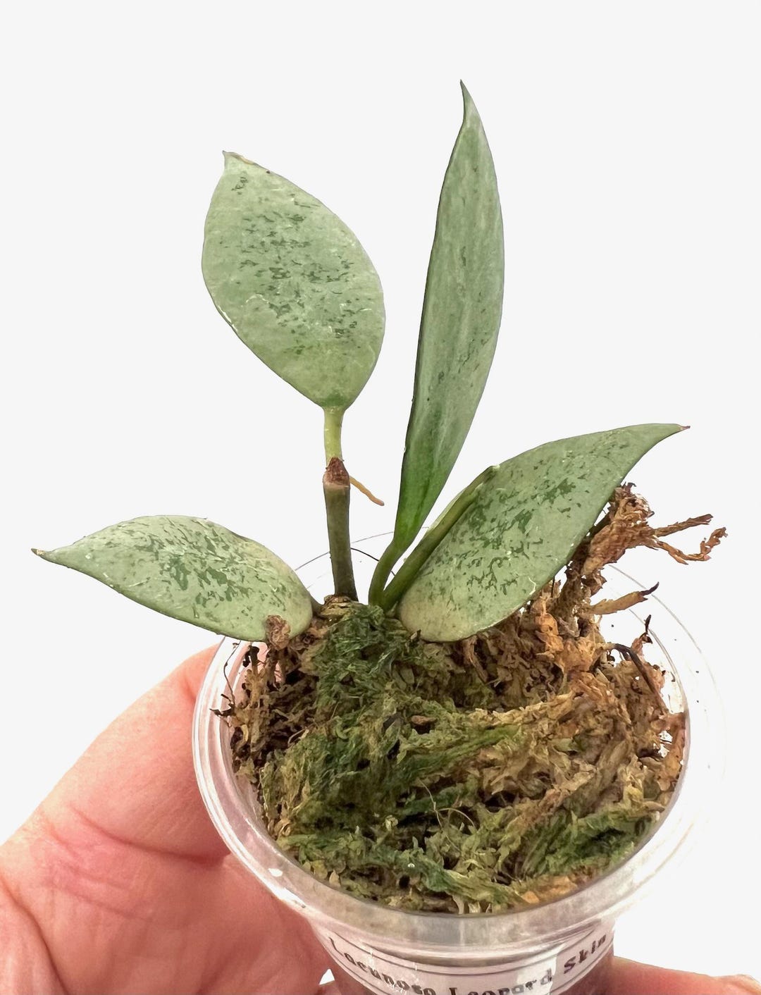 E0660 Rare Hoya Lacunosa Leopard Skin Rooted - Etsy