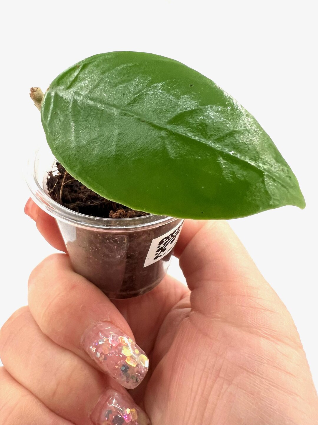 E1127 Very Rare Hoya Timor Leste Rooted Cutting - Etsy