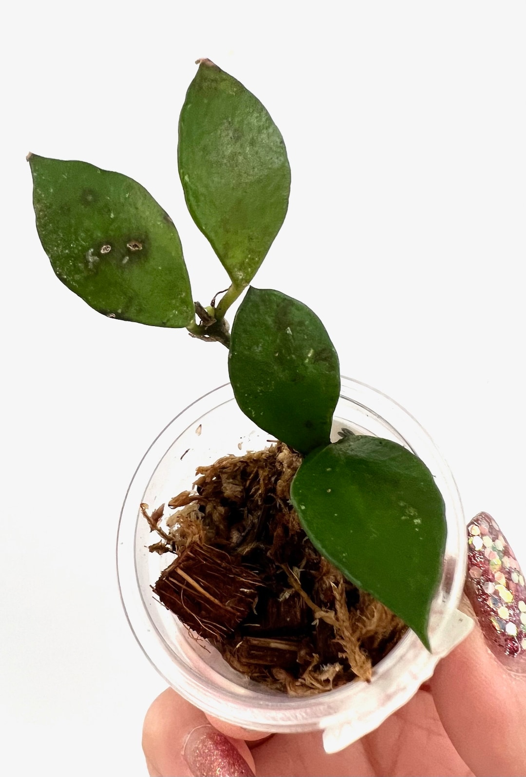 E3515 Extremely Rare Hoya Sp Kalimantan Mini Coin Newly Rooted - Etsy