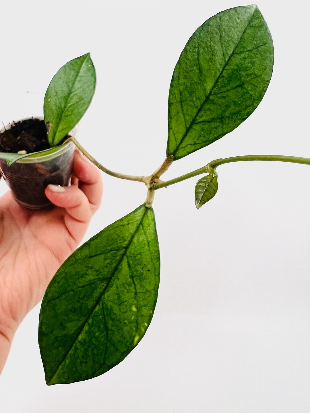 E476 Rare Hoya Crassipetiolata Splash Round Leaf Rooted - Etsy