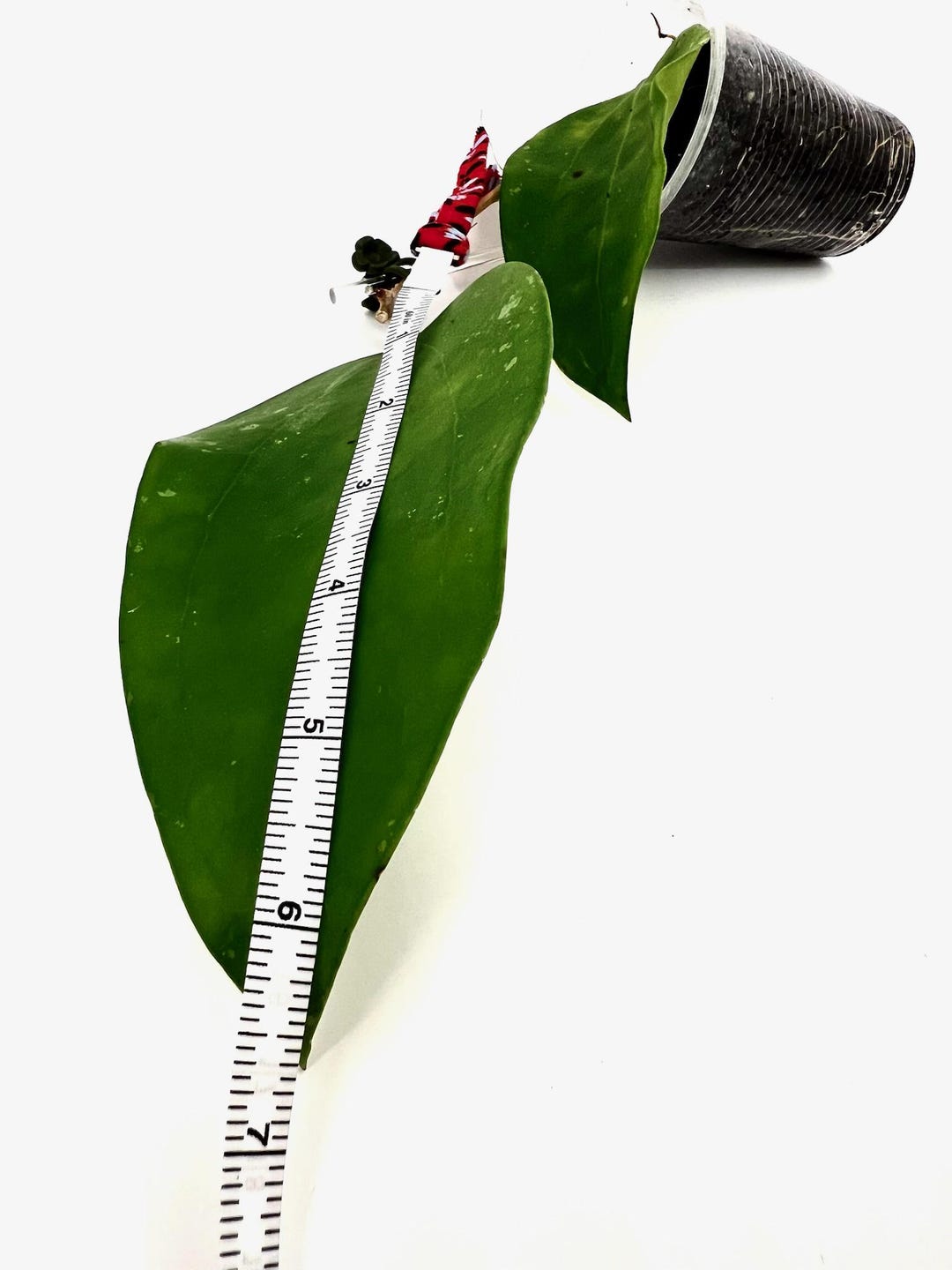 E0165 Rare Hoya Rigida Rooted Huge Leaf - Etsy