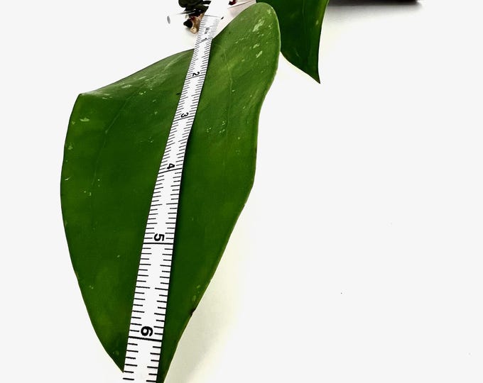 E0165 Rare Hoya Rigida Rooted Huge Leaf - Etsy