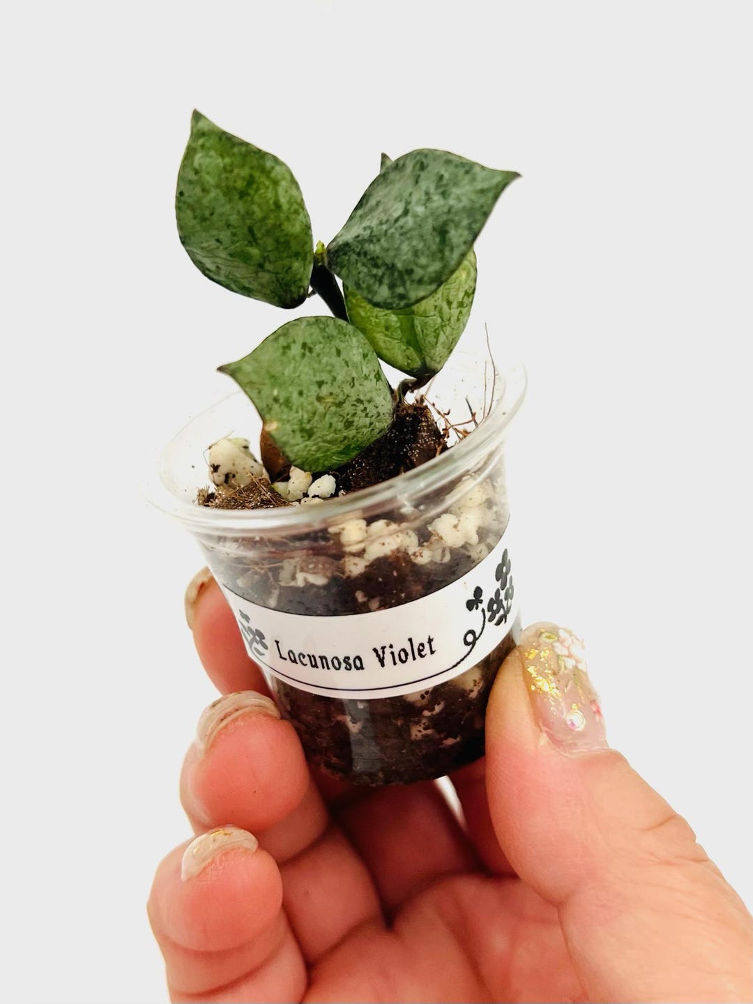 E0426 Very Rare Hoya Lacunosa Violet Rooted - Etsy