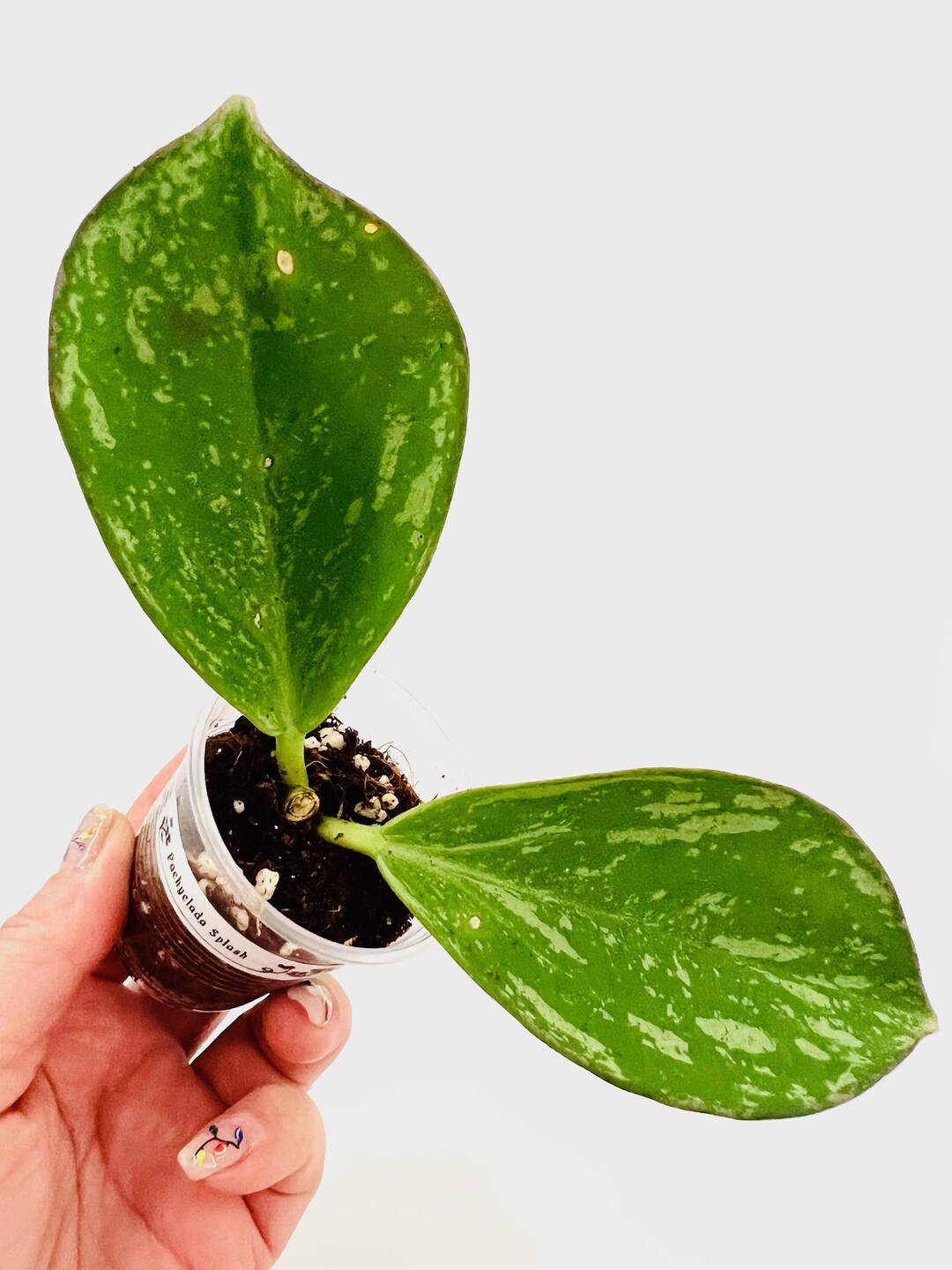 E0328 Rare Hoya Subquintuplinervis Aka Pachyclada Splash Rooted - Etsy