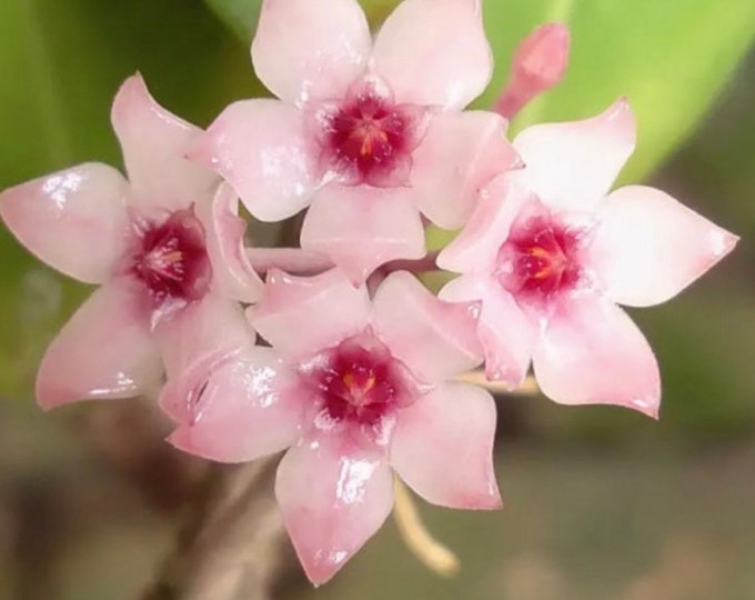 E1297 Very Rare Hoya Batutikarensis Rooted 2024 New Species From ...