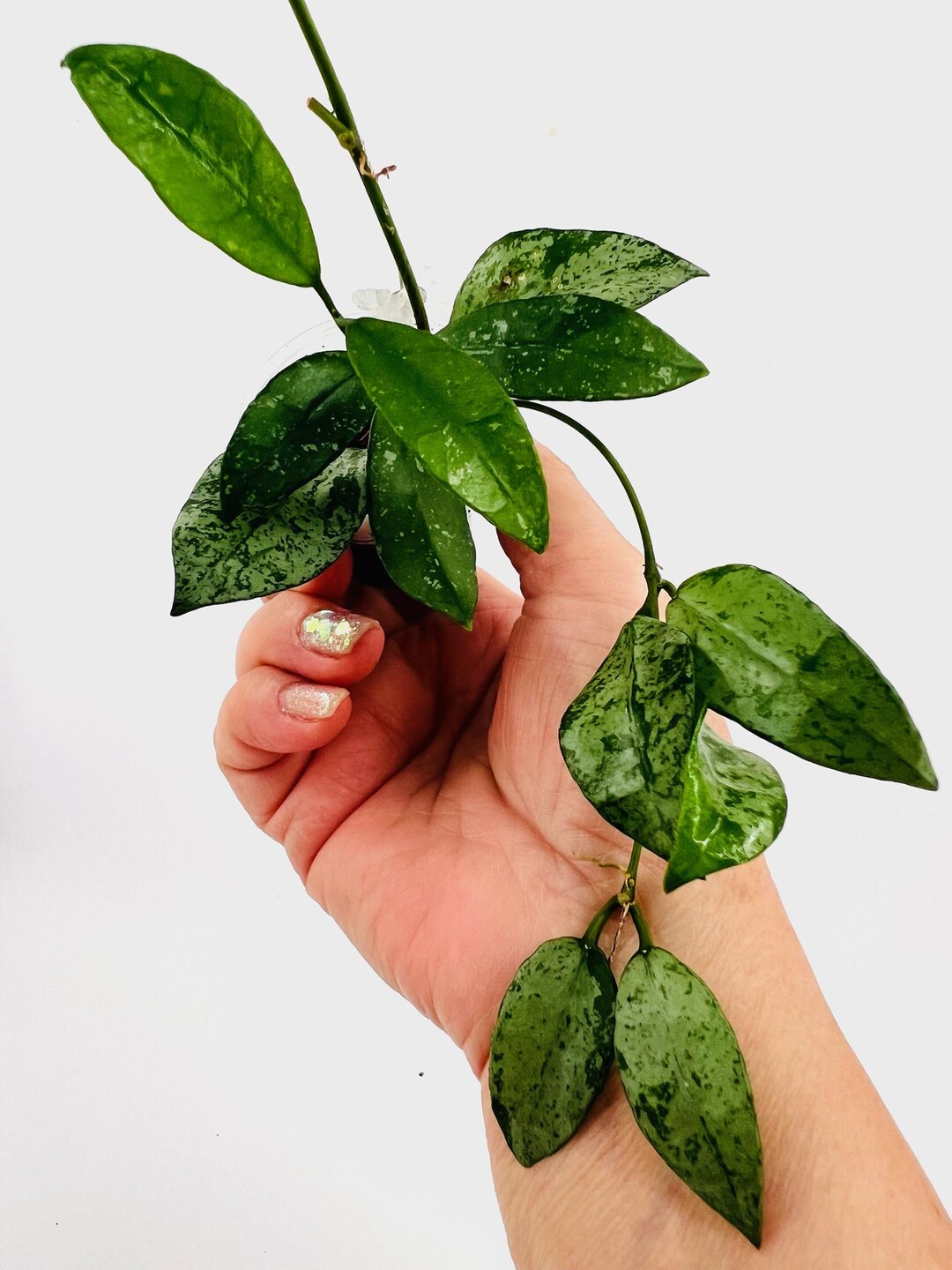 E0602 Rare Hoya Lacunosa Tiger Skin Rooted Cutting - Etsy