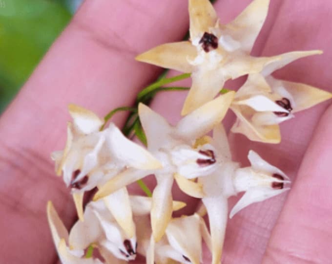 E1933 Rare Hoya Multiflora Mini Splash Newly Rooted - Etsy