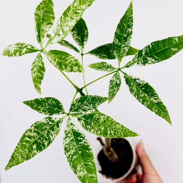 Variegated Money Tree - Etsy