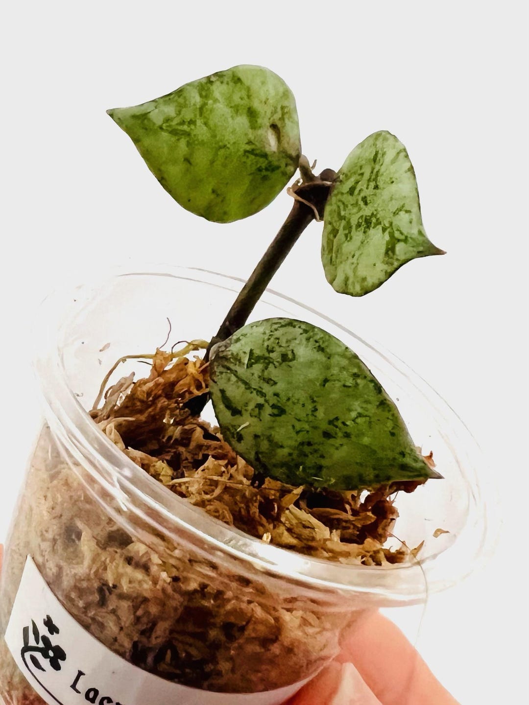 E0084 Very Rare Hoya Lacunosa Violet Rooted - Etsy