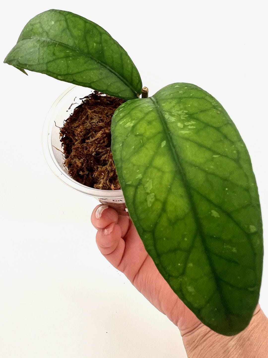 E1181 Very Rare Hoya Sp Aceh Shogun Rooted - Etsy