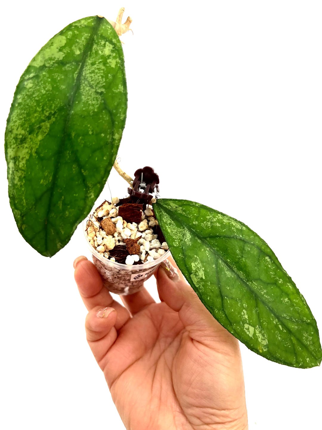 E1605 Hoya Bahoi Huge Veiny Leaf With Splash Rooted - Etsy