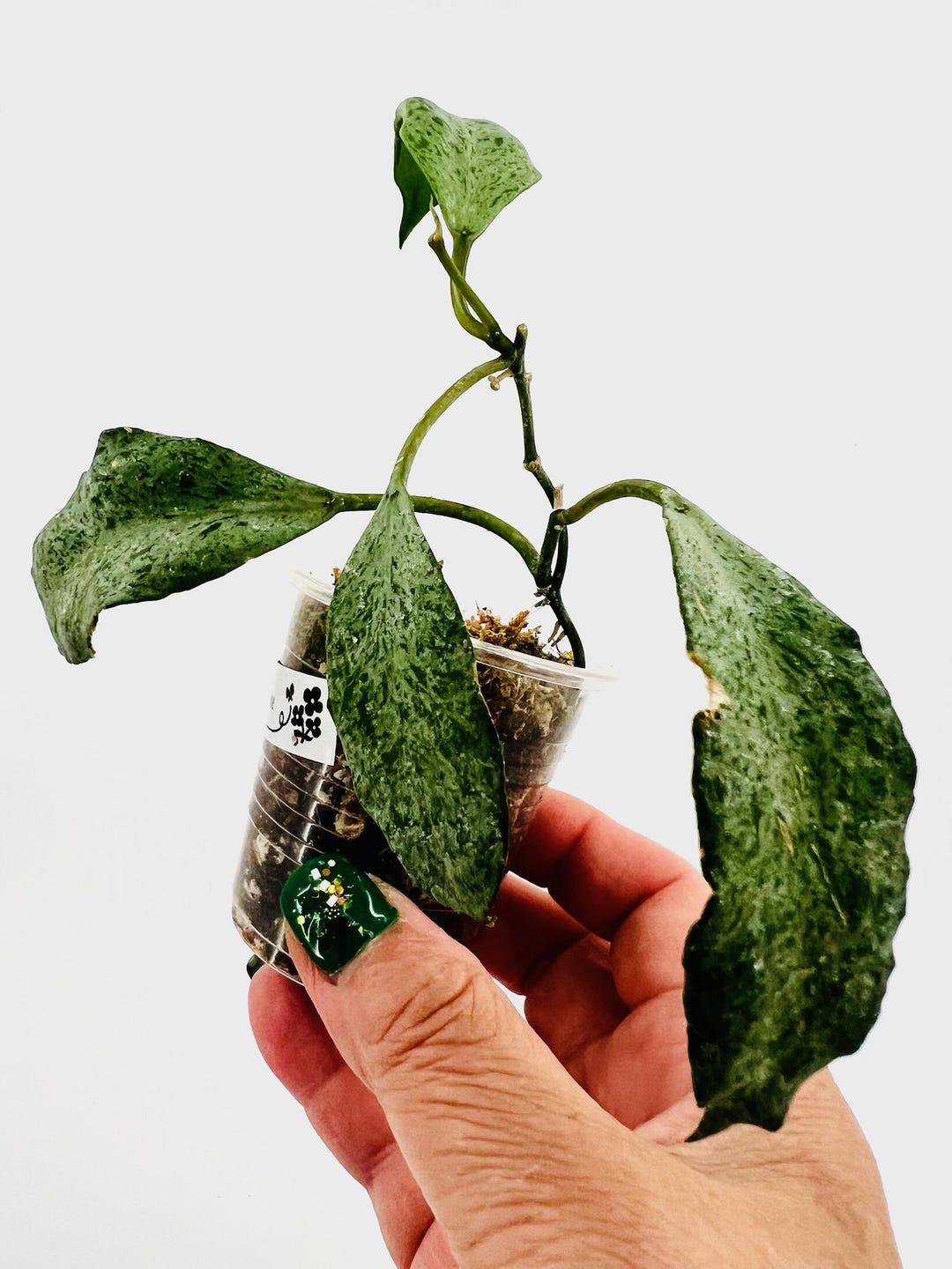 E0062 Very Rare Hoya Lacunosa Moonshine Rooted - Etsy