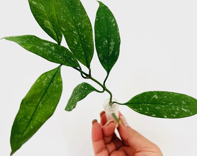 E0829 Rare Hoya Multiflora Mini Splash No Roots - Etsy
