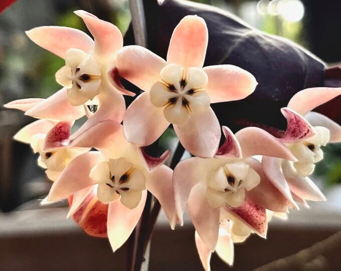 E1840 Very Rare Hoya Buntokensis Splash No Roots - Etsy