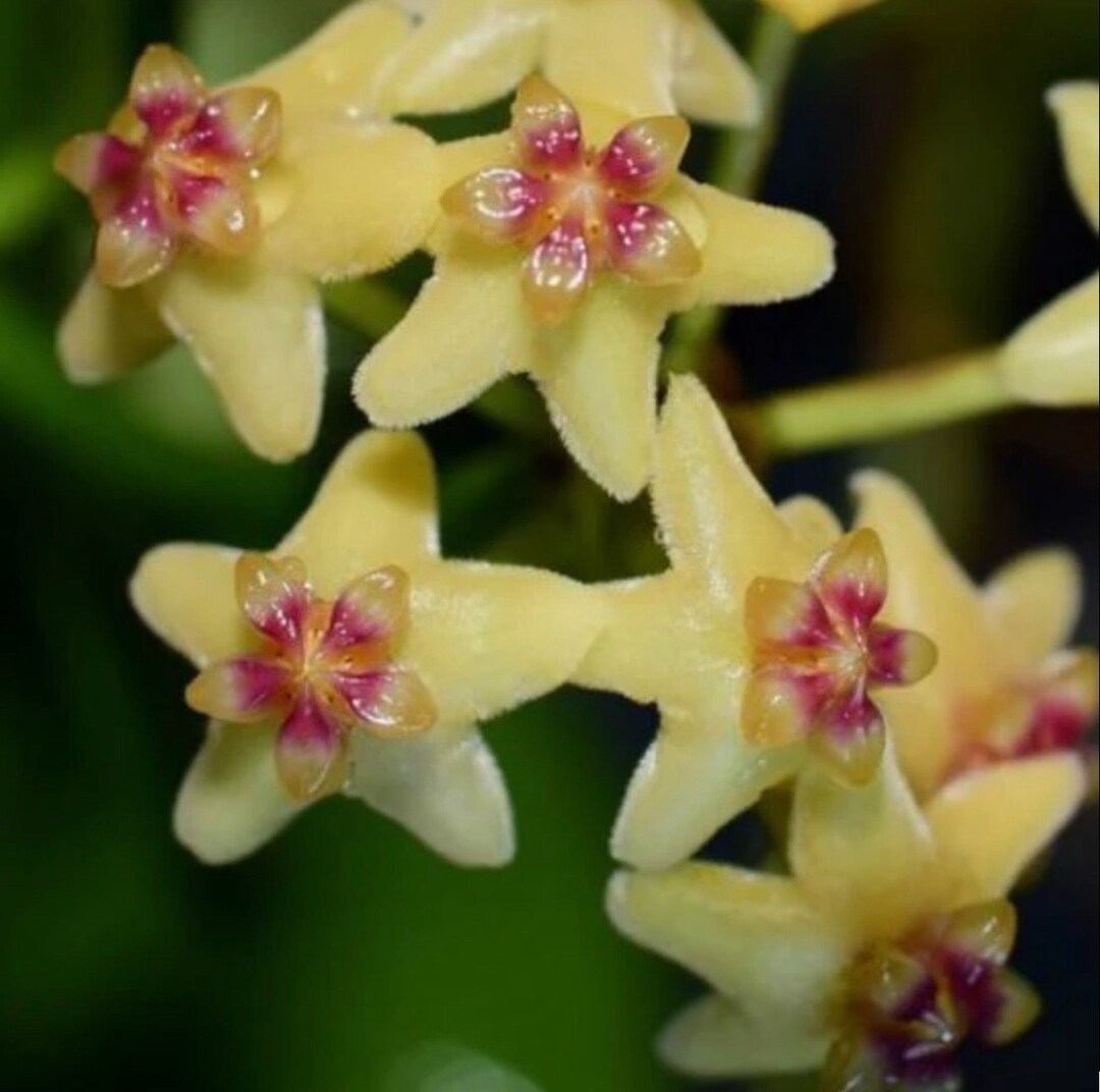 E1695 Very Rare Hoya Collina Splash Papua (indonesia Long Leaf) - Etsy
