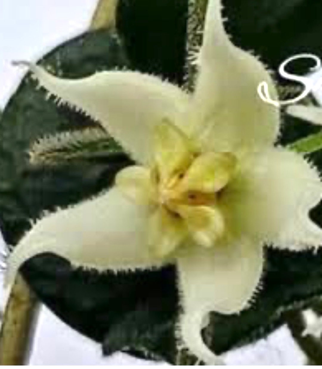 E4773 Extremely Rare Hoya Mini Sp Papua From Borneo TINY Leaves Rooted ...