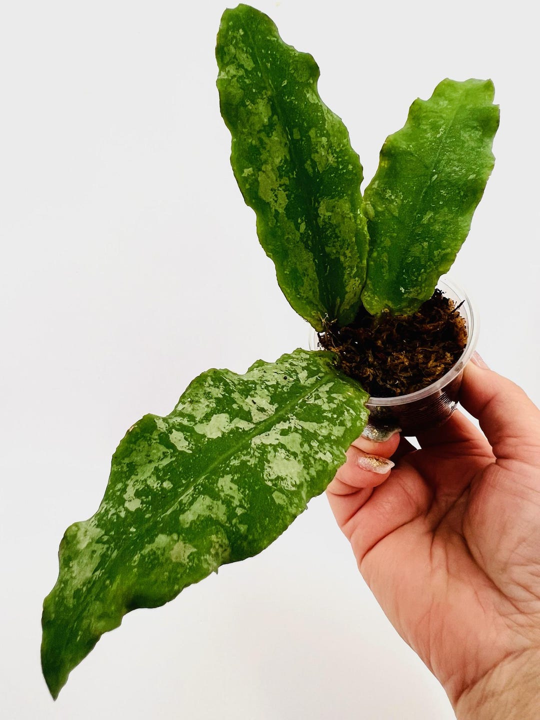 E0098 Rare Hoya Undulata Splash Rooted Cutting - Etsy