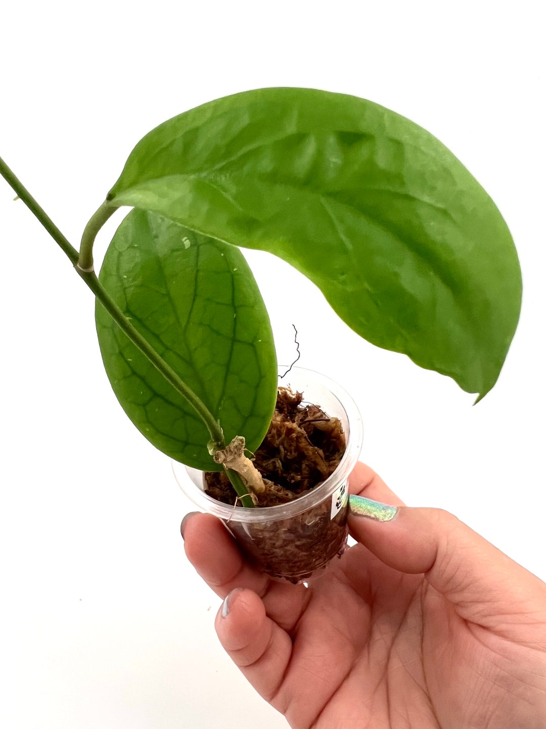 E3700 Very Rare Hoya CV Dossy Rooted Cutting - Etsy