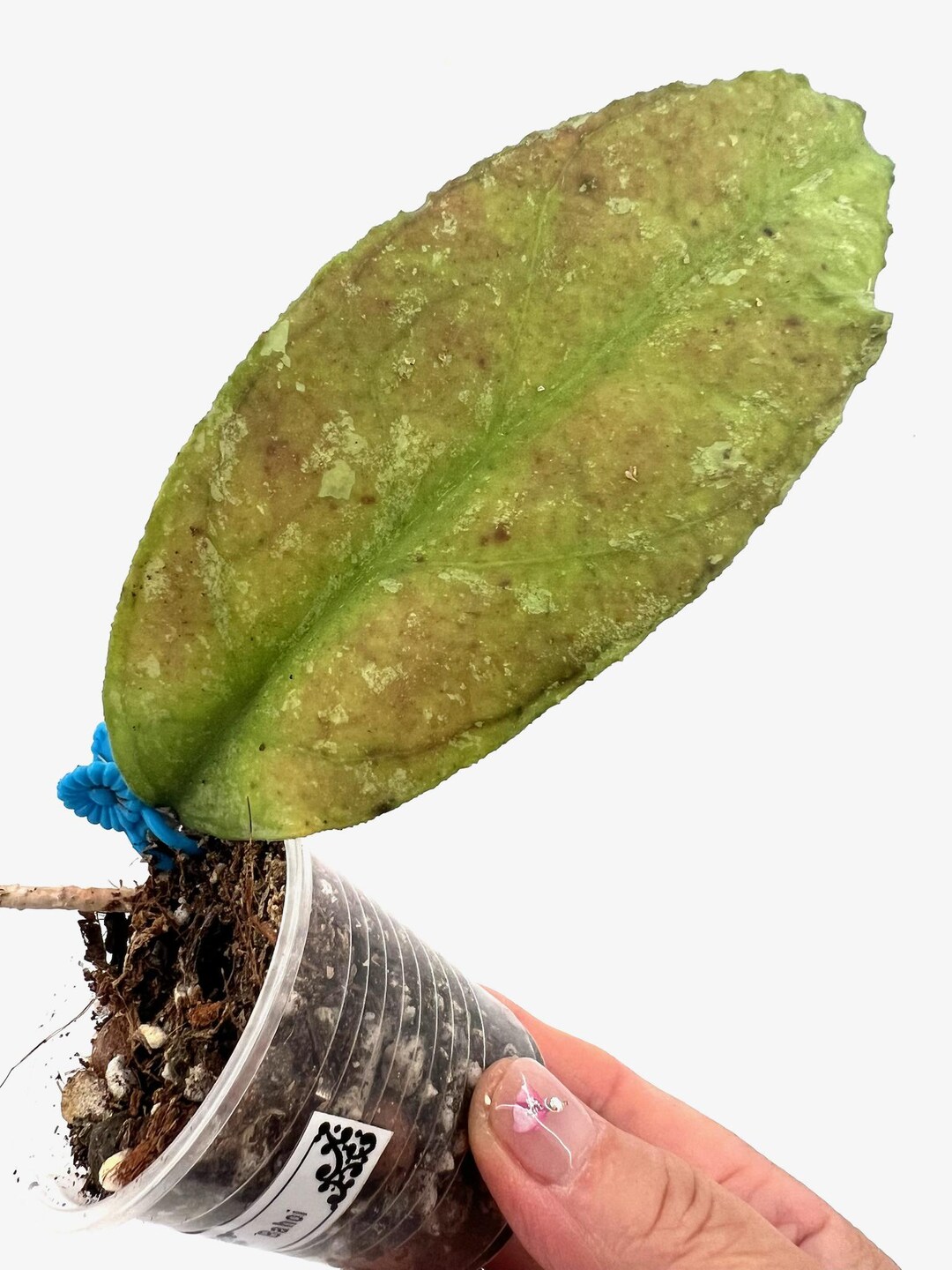 E0298 Rare Hoya Bahoi No Roots Veiny Leaf With Splash - Etsy
