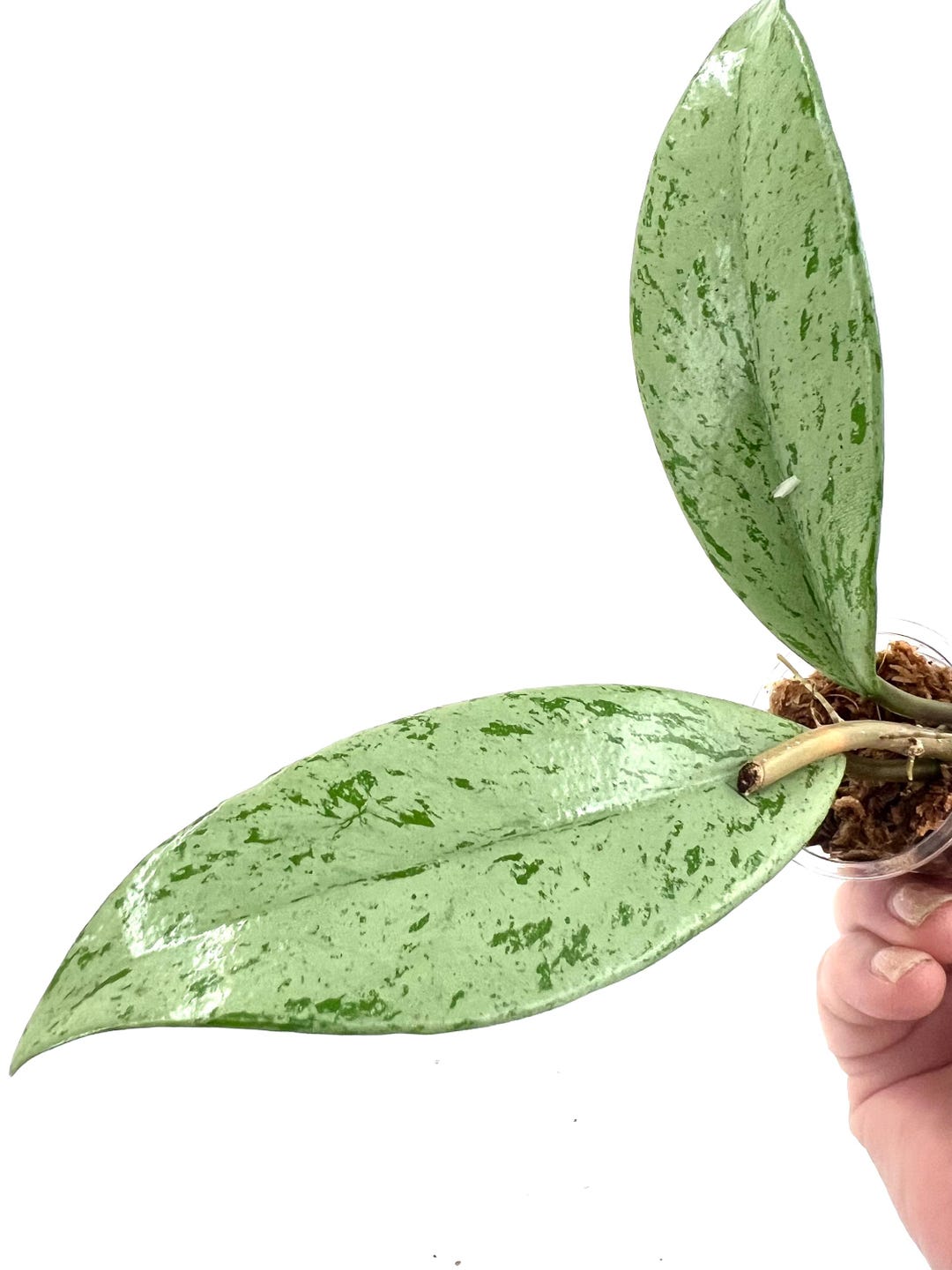 E0816 Rare Hoya Pubicalyx Pink Silver Ghost Rooted - Etsy