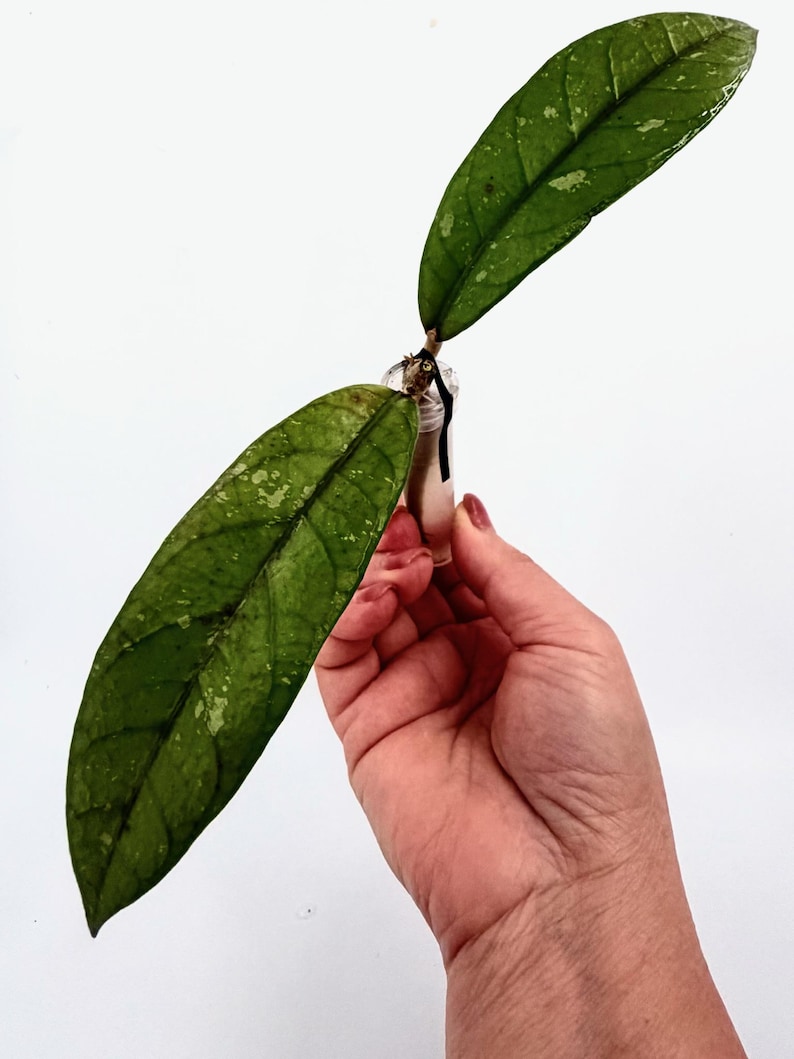 E1300 Hoya Sp Aceh Lynx Very Rare No Roots - Etsy