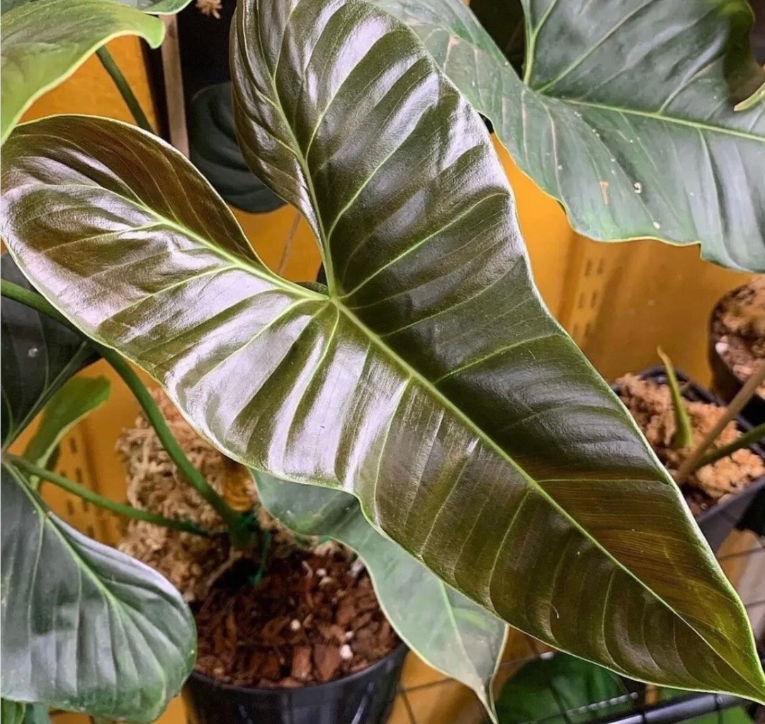 E3464 Rare Philodendron Lupinum Newly Rooted Juvenile Cutting - Etsy