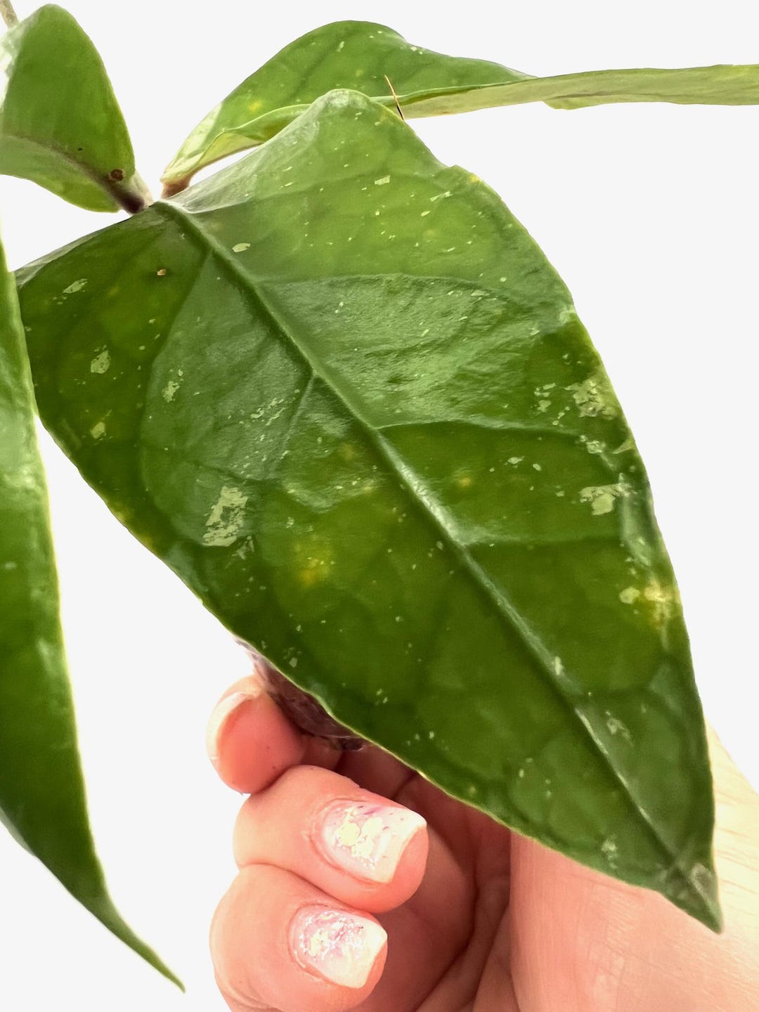 E1824 Rare Hoya NAP04 Rooted Cutting - Etsy