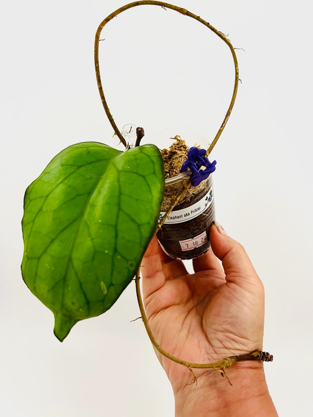 E0907 Super Rare Hoya AH 027 Cv Elephant Priktai Rooted With 2 ...