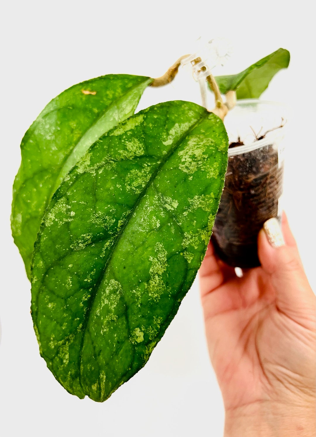 E0099 Rare Hoya Bahoi Rooted HUGE LEAVES - Etsy