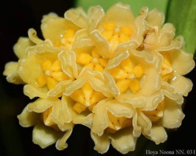 E901 Rare Hoya CV Noona Rooted Small Leaves - Etsy