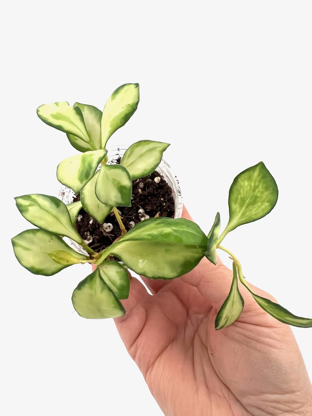 E0650 Rare Hoya Heuschkeliana Variegated Rooted Cutting - Etsy