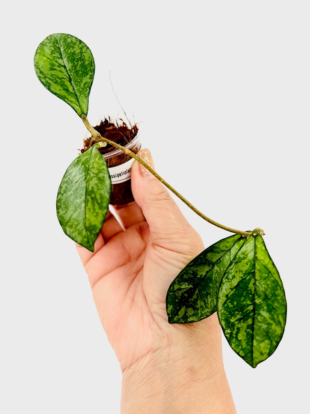 E5450 Rare Hoya Crassipetiolata Splash Round Leaf Rooted Cutting - Etsy