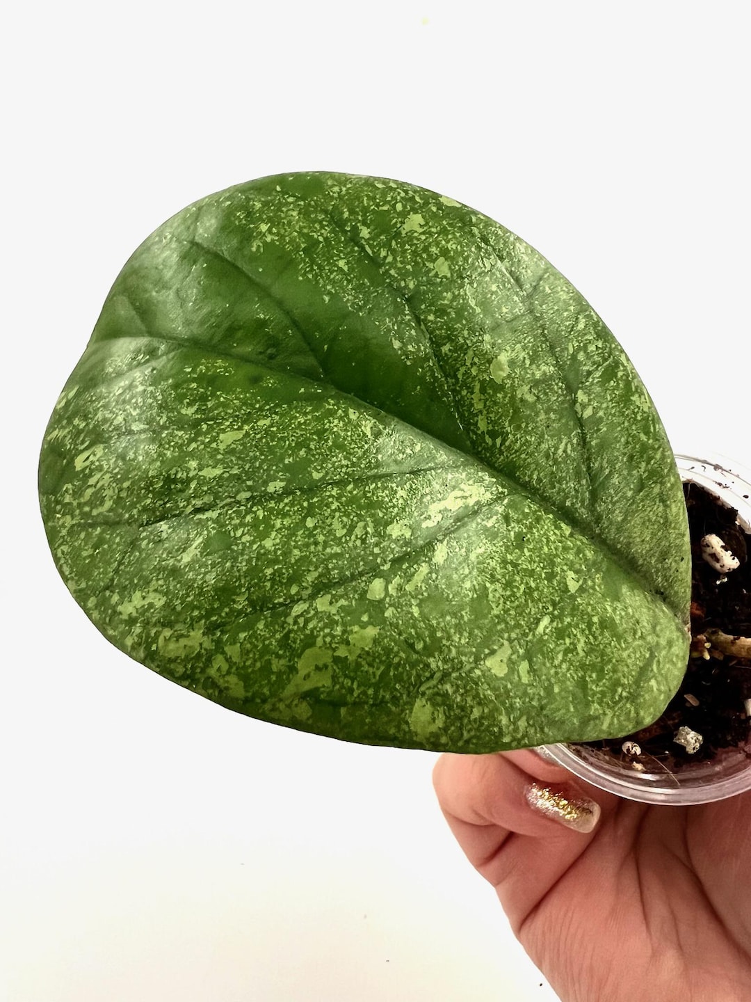 E1942 Extremely Rare Hoya Cv Elvis Rooted Cutting - Etsy