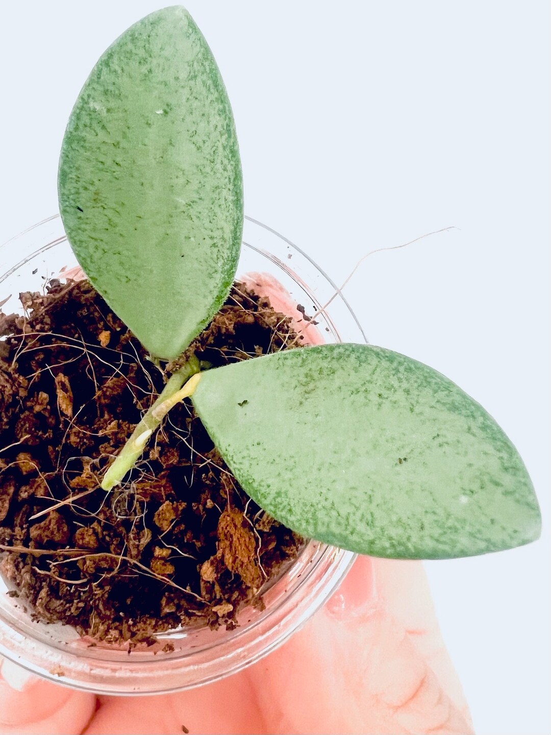 E5983 Very Rare Hoya Nummularioides Silver Beginner Roots - Etsy