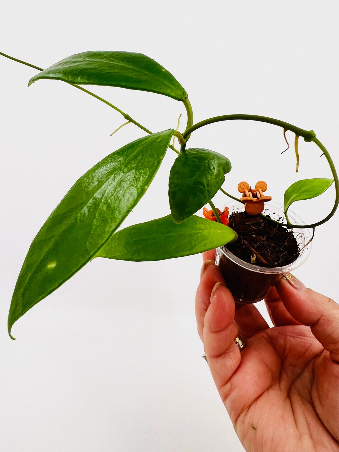 E275 Very Rare Hoya Noid Indonesia Rooted - Etsy