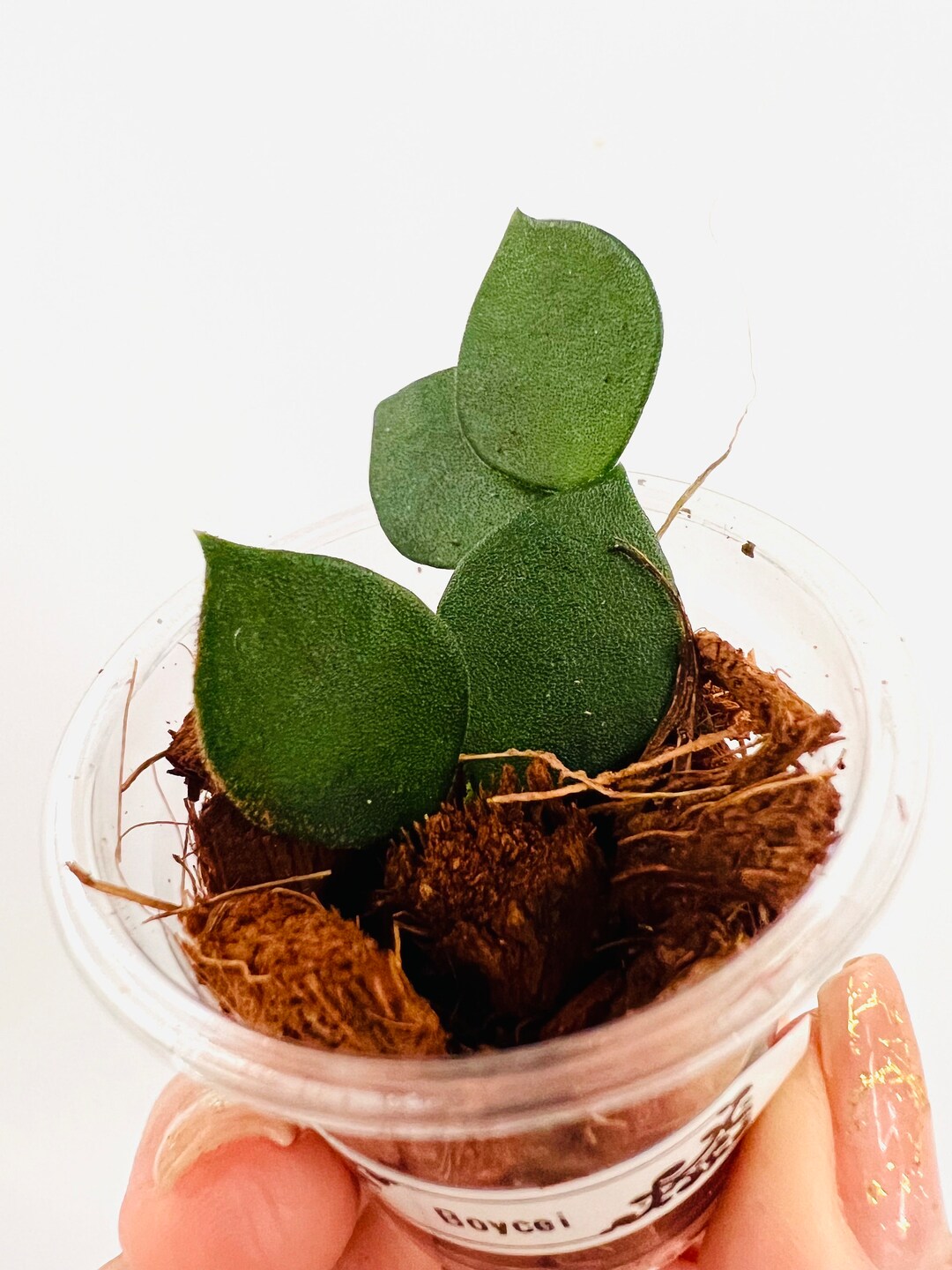 E5322 Extremely Rare Hoya Boycei From Indonesia No Roots - Etsy