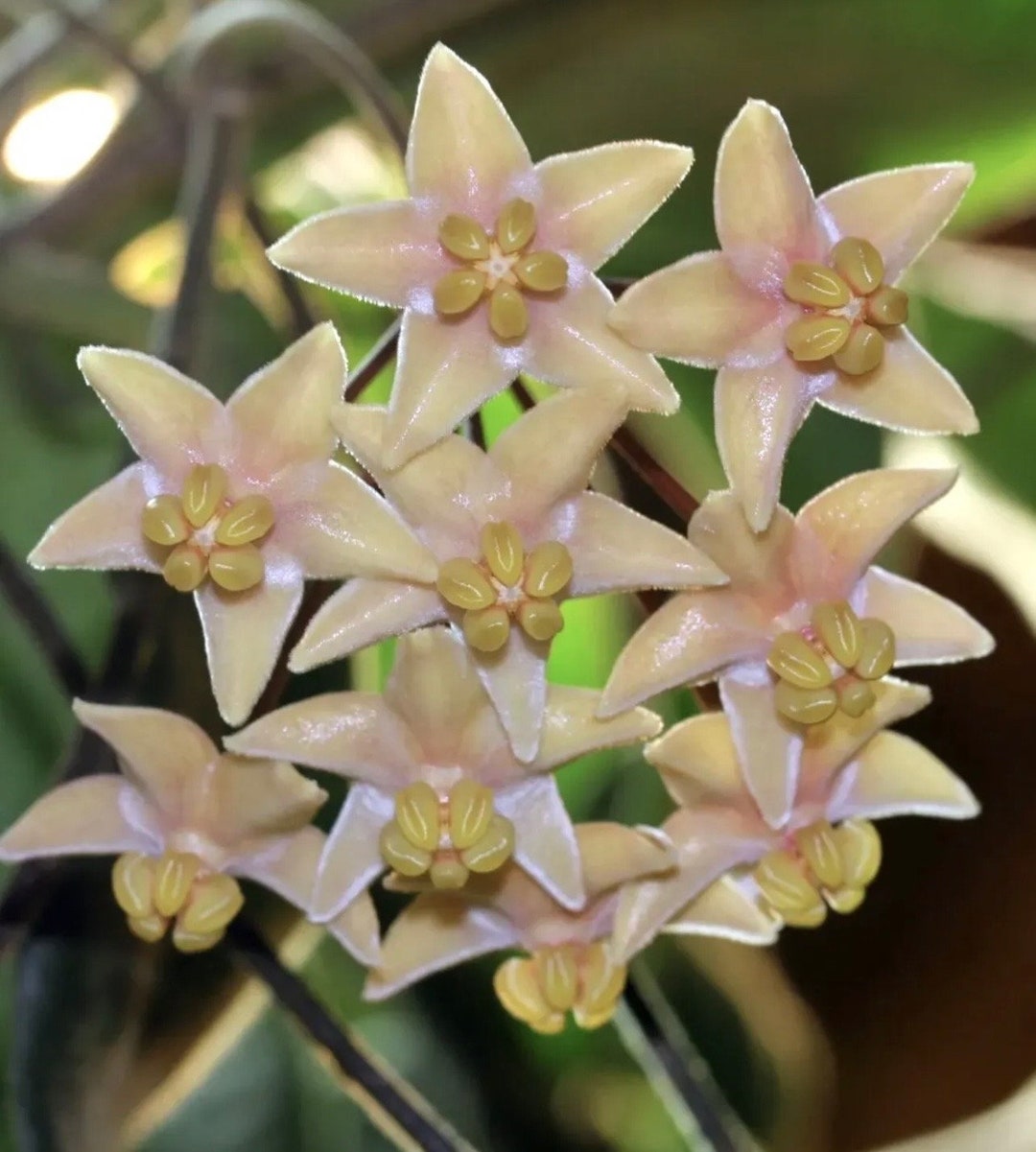 E0629 Very Rare Hoya Hypolasia Rooted Fuzzy Leaves - Etsy